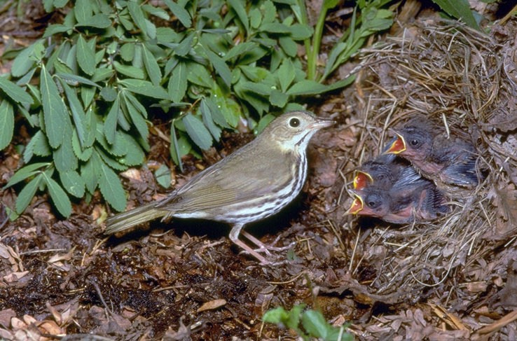 Read About the Ovenbird Warbler