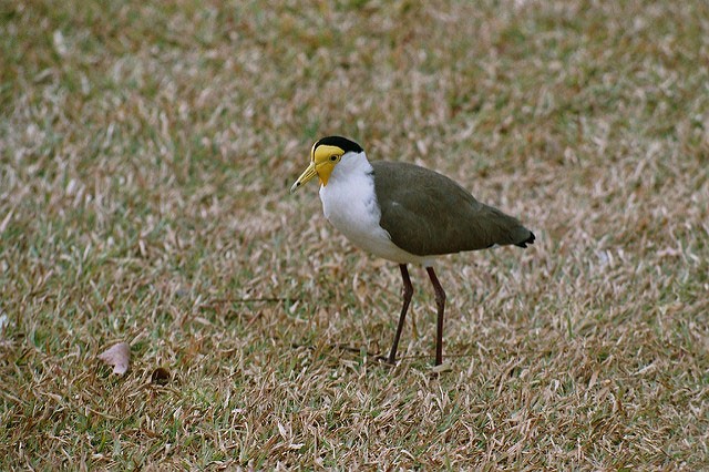 Read About the Masked Lapwing