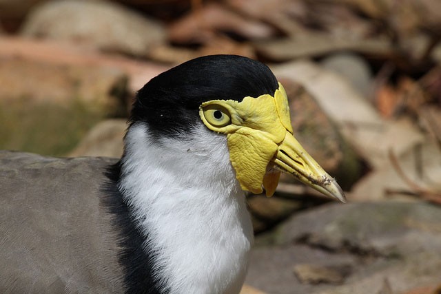 Read About the Masked Lapwing