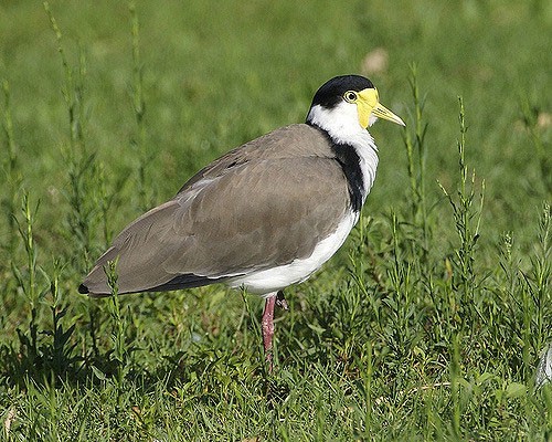 Read About the Masked Lapwing