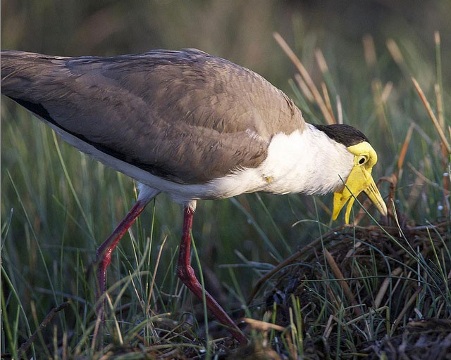 Read About the Masked Lapwing
