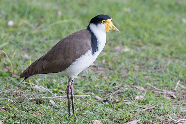 Read About the Masked Lapwing