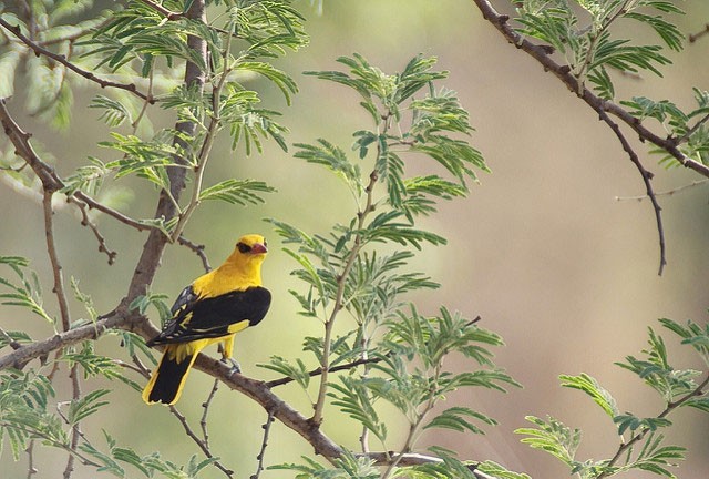 Read About the Eurasian Golden Oriole on Birdorable