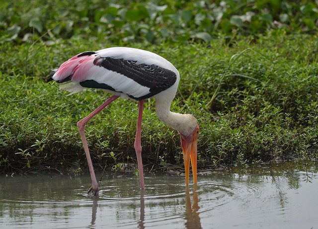 Read About the Painted Stork