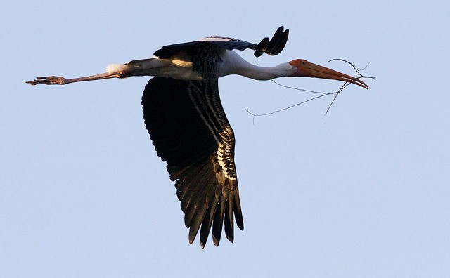 Read About the Painted Stork