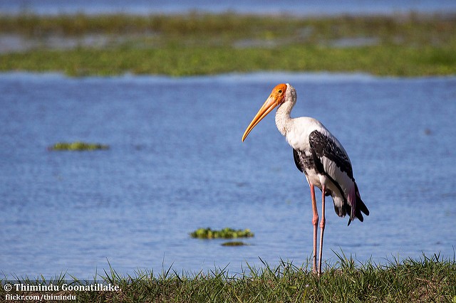 Read About the Painted Stork
