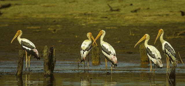 Read About the Painted Stork