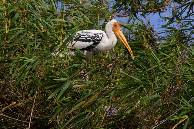 Read About the Painted Stork