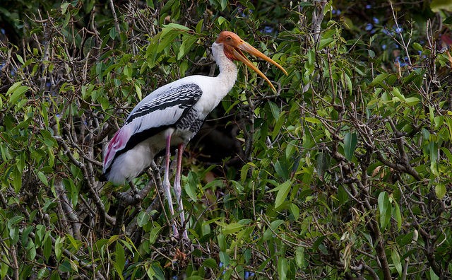 Read About the Painted Stork