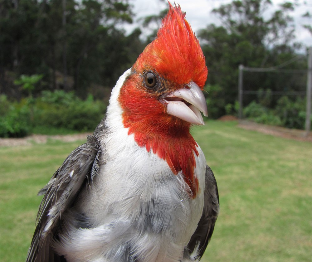 Discover the Vibrant Red-crested Cardinal with Birdorable
