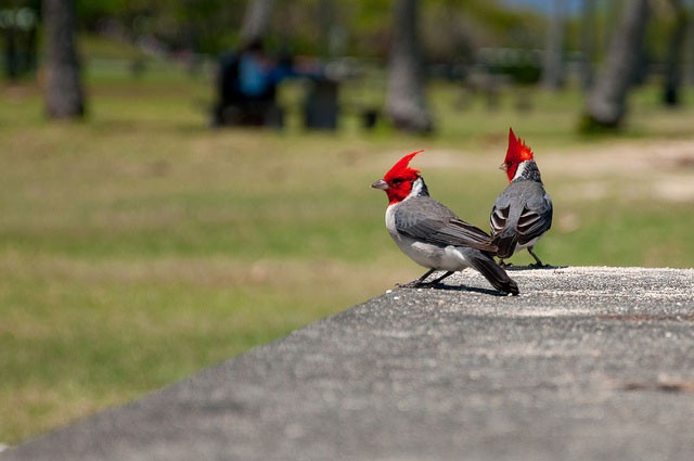 Discover the Vibrant Red-crested Cardinal with Birdorable