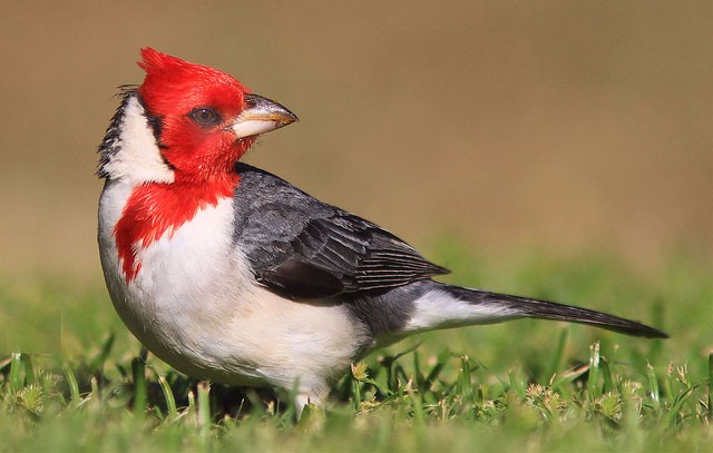 Discover the Vibrant Red-crested Cardinal with Birdorable