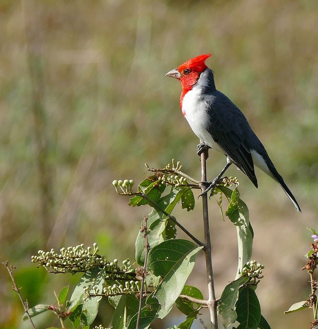 Discover the Vibrant Red-crested Cardinal with Birdorable