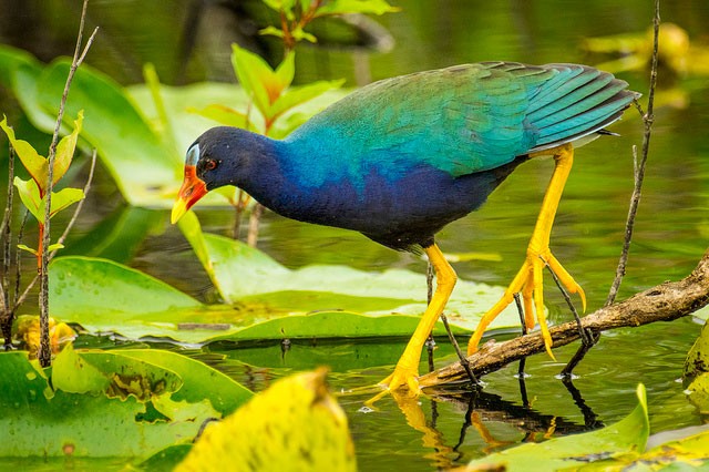 Read About the Purple Gallinule
