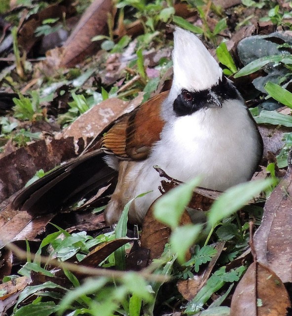 Cute White-crested Laughingthrush