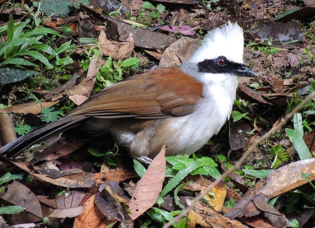 Cute White-crested Laughingthrush