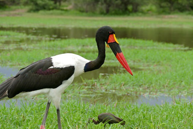 Saddle-billed Stork