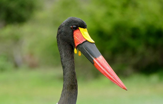 Saddle-billed Stork