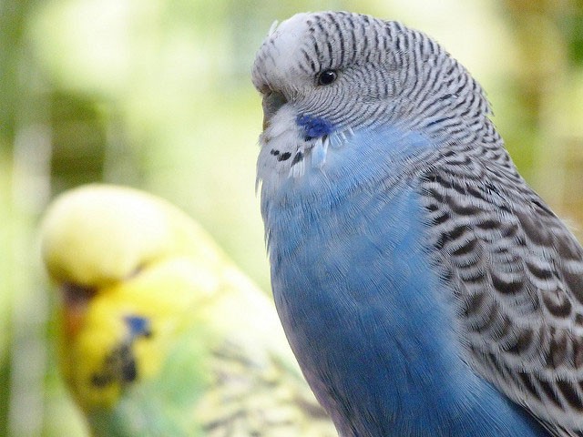 Cute Budgerigar by Birdorable