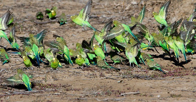 Cute Budgerigar by Birdorable