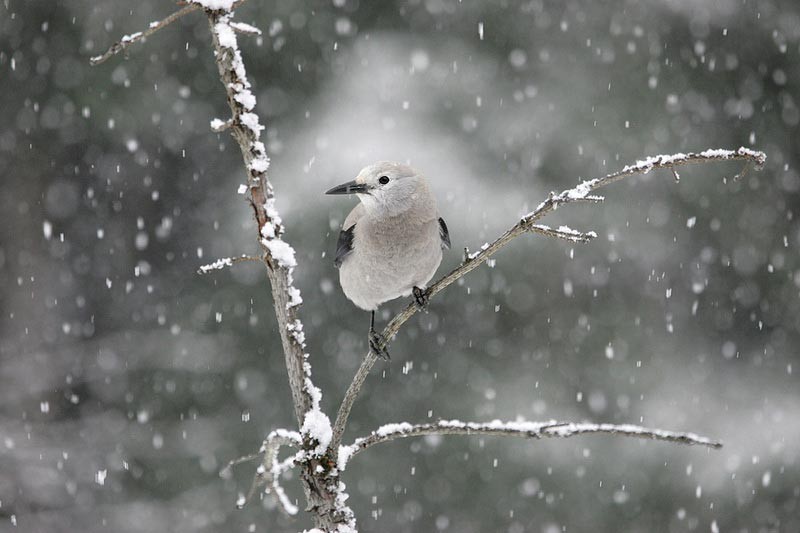 Learn about the Memory Master Clark's Nutcracker | Birdorable