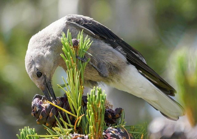 Learn about the Memory Master Clark's Nutcracker | Birdorable