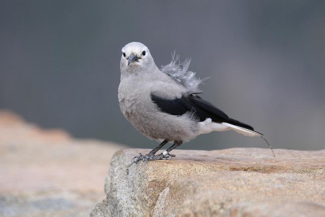 Learn about the Memory Master Clark's Nutcracker | Birdorable