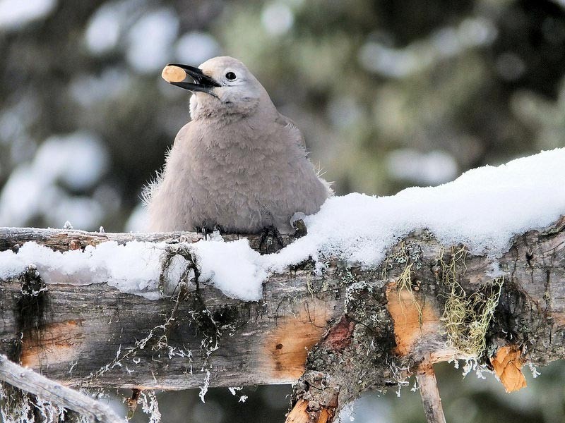 Learn about the Memory Master Clark's Nutcracker | Birdorable