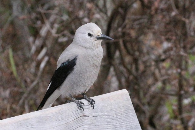 Learn about the Memory Master Clark's Nutcracker | Birdorable