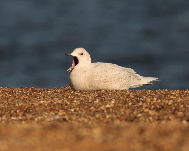Read About Iceland Gulls