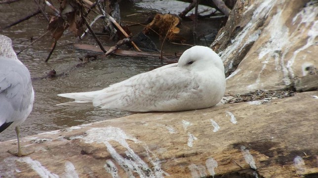 Read About Iceland Gulls
