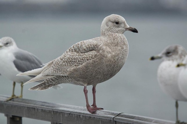 Read About Iceland Gulls