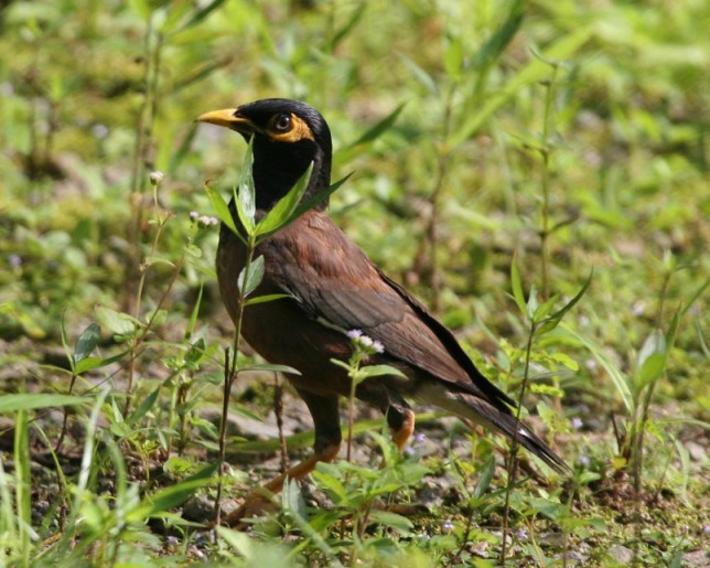 Read About the Common Myna