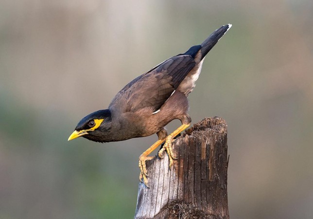 Read About the Common Myna
