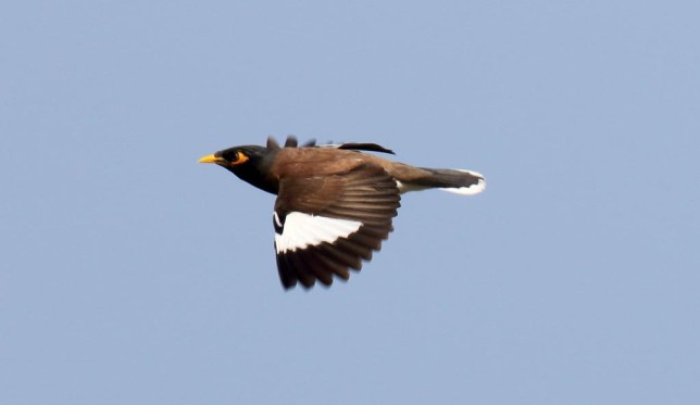 Read About the Common Myna