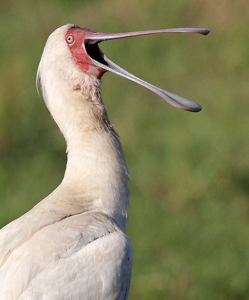 Meet the Cute African Spoonbill