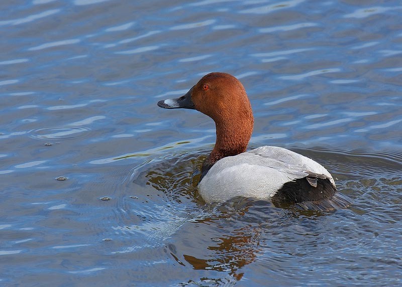 Adorable Common Pochard