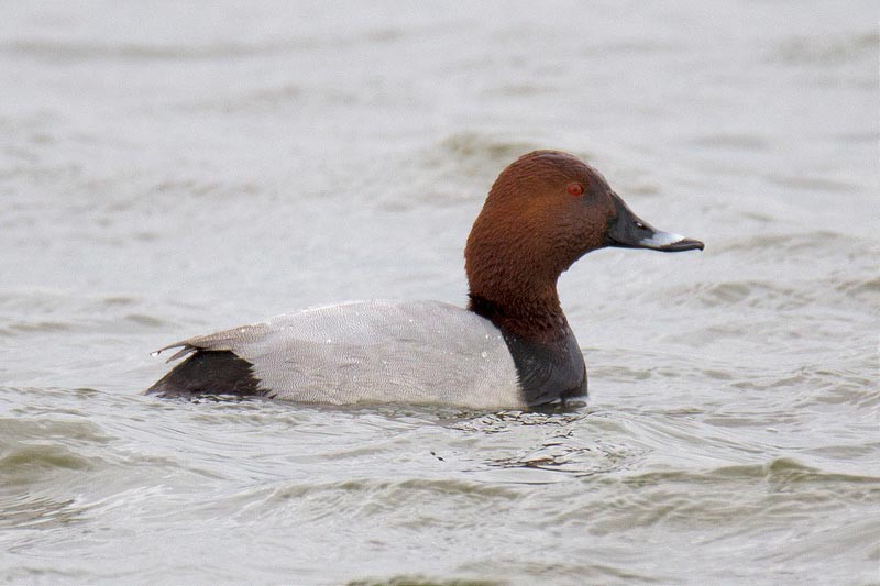 Adorable Common Pochard