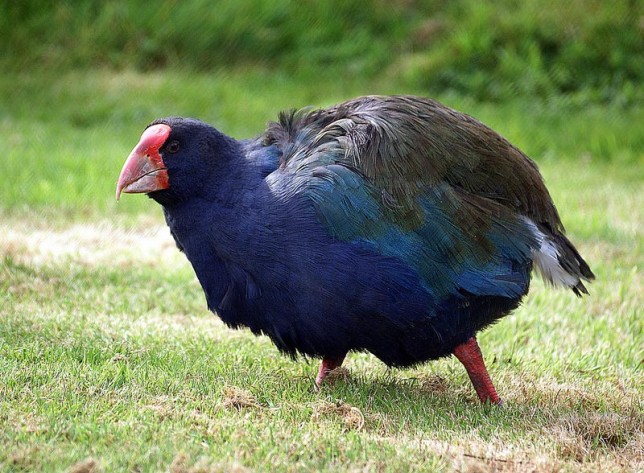 Cute South Island Takahe of New Zealand