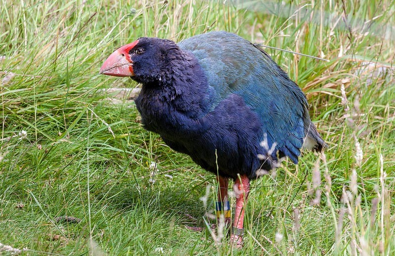 Cute South Island Takahe of New Zealand
