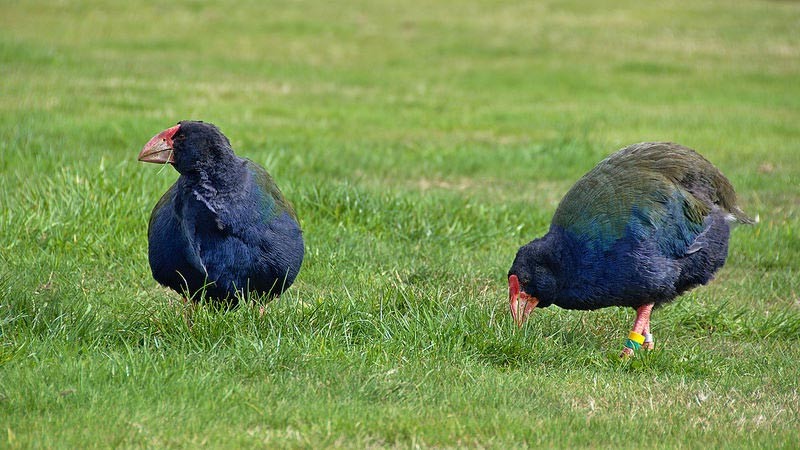 Cute South Island Takahe of New Zealand
