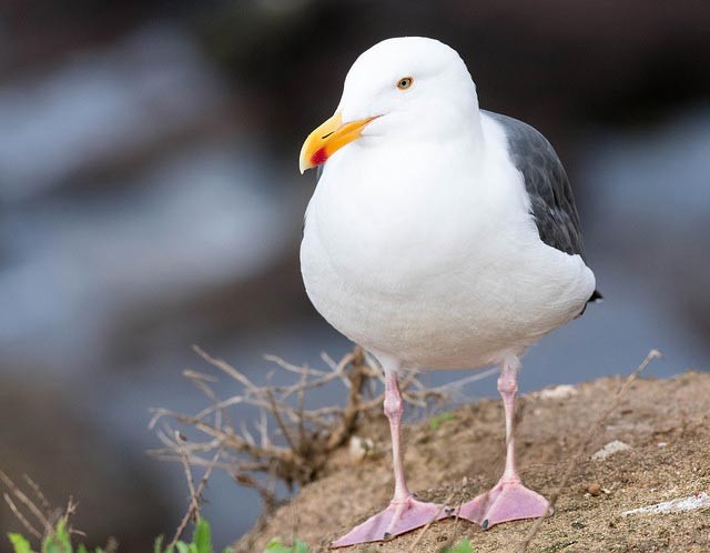 Cute Cartoon Western Gull