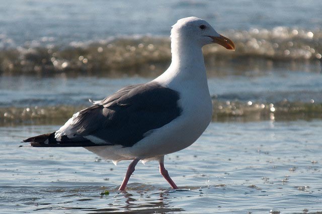 Cute Cartoon Western Gull
