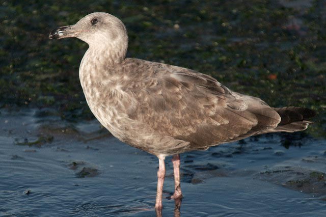 Cute Cartoon Western Gull