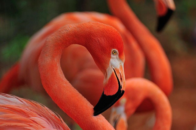 Meet the Vibrant American Flamingo by Birdorable | Meet the Birds