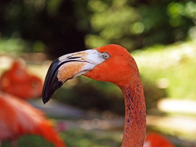 Meet the Vibrant American Flamingo by Birdorable | Meet the Birds