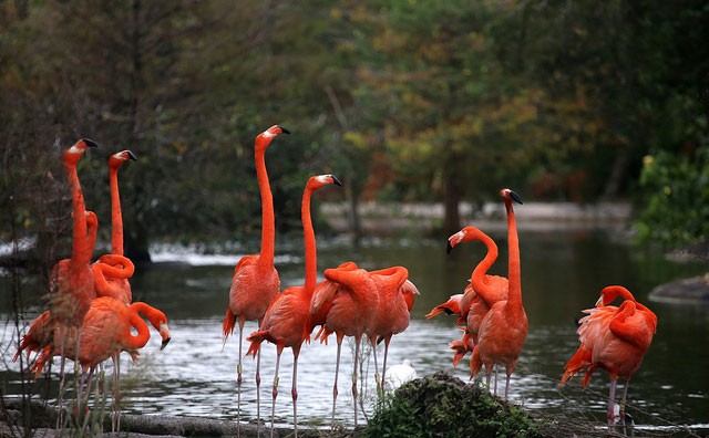 Meet the Vibrant American Flamingo by Birdorable | Meet the Birds