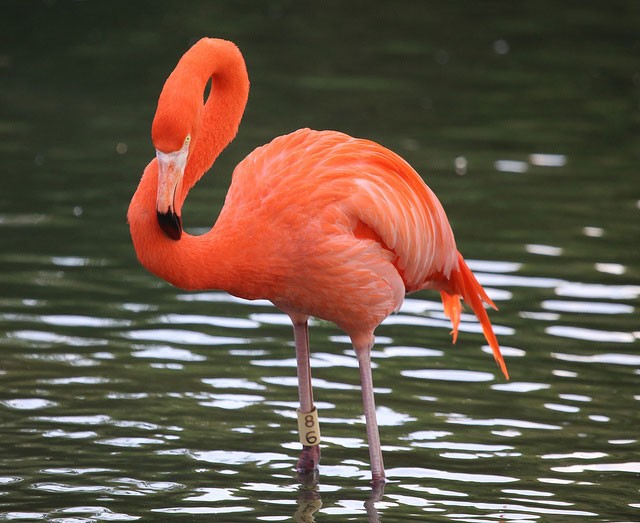 Meet the Vibrant American Flamingo by Birdorable | Meet the Birds