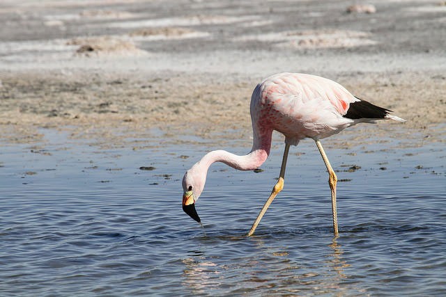 Meet the Rare Andean Flamingo | Birdorable Birds
