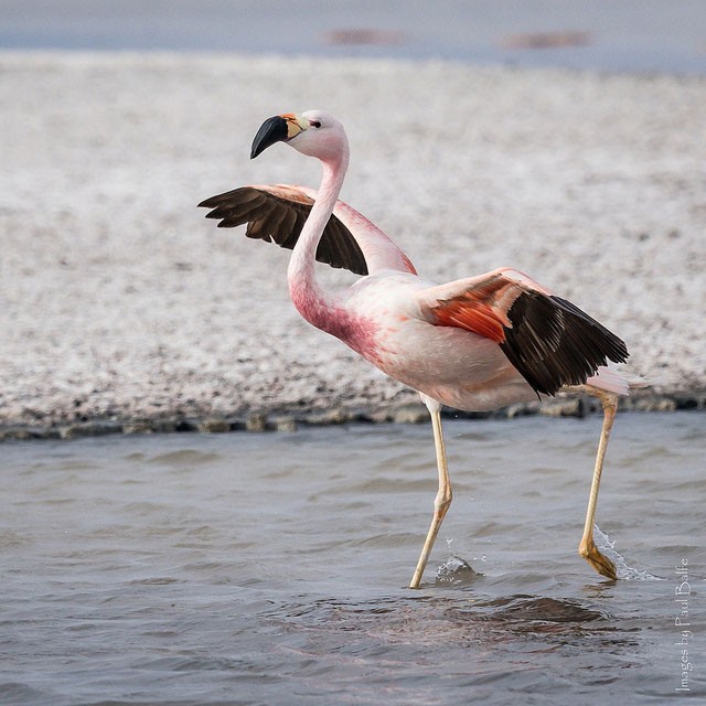Meet the Rare Andean Flamingo | Birdorable Birds